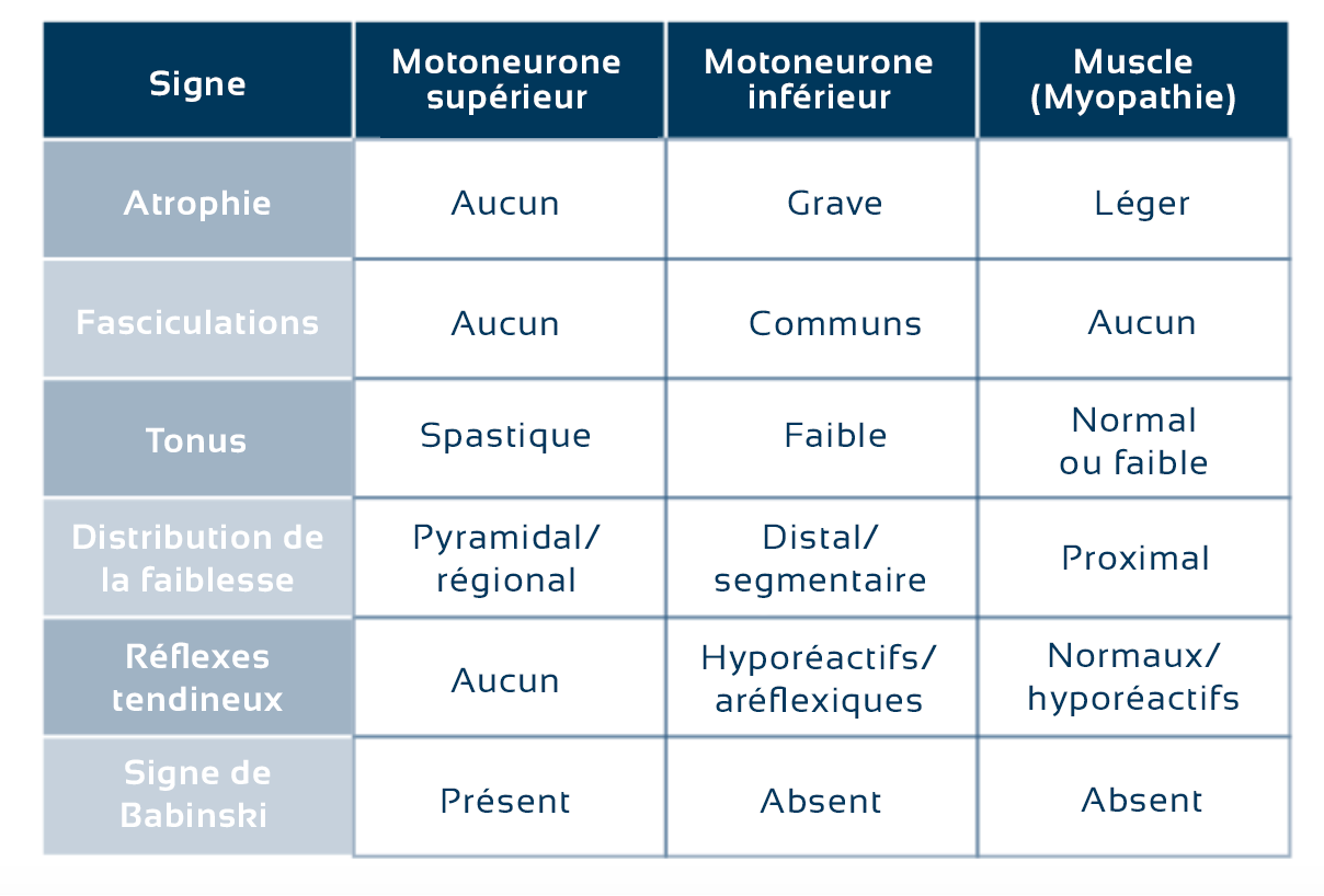 Tout sur les motoneurones ou neurones moteurs | mDurance
