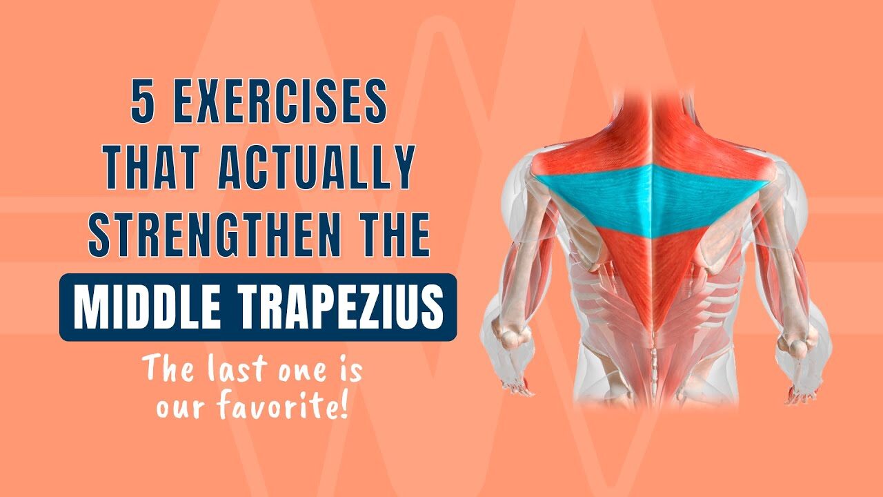 5 Exercises That ACTUALLY Strengthen the Middle Trapezius